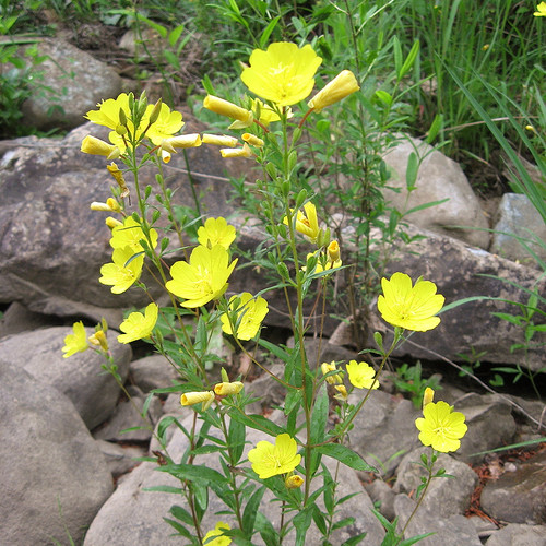 Oenothera fruticosa (Southern sundrops) | Woolly Bear Natives