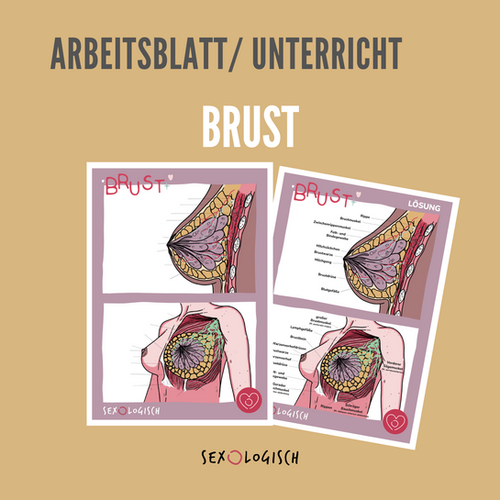 Anatomie-Arbeitsblatt: Brust | sexOlogisch
