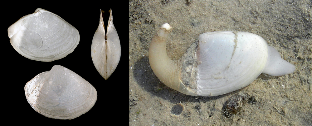 The Smooth Duck Clam