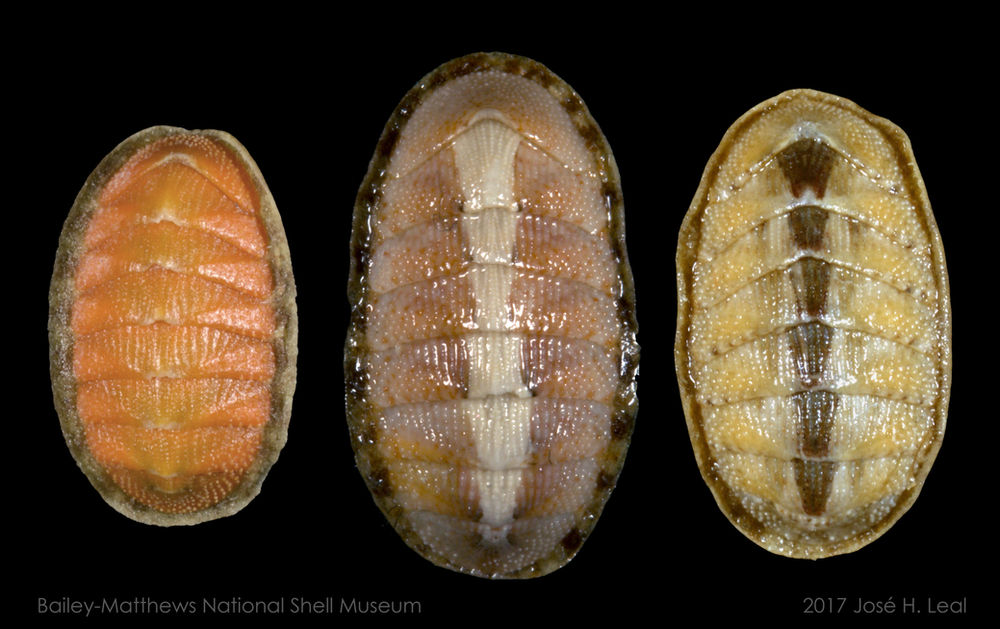 The Eastern Beaded Chiton