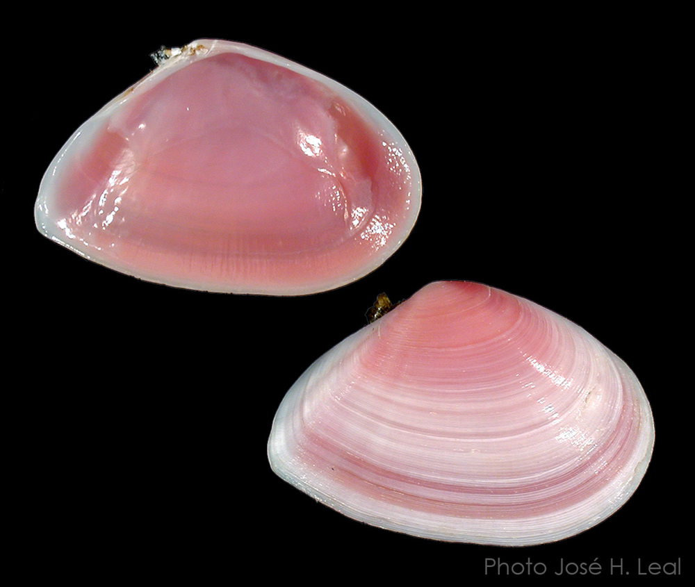 The Rose Petal Tellin