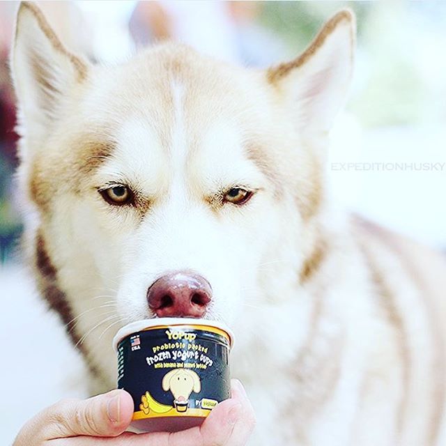 Yoghund | YoPup | United States