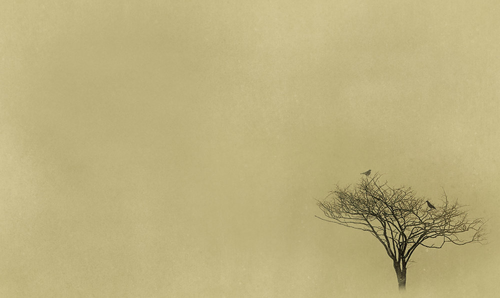 The Barrenness Of The Land