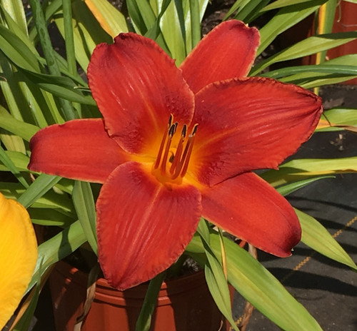 Sheepscot Valley Topper | Barth Daylilies