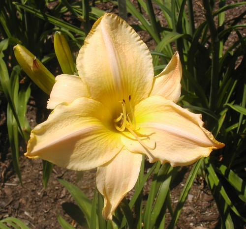 Beth Barth | Barth Daylilies