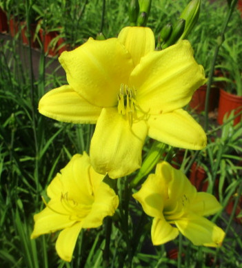 Hannah Jane | Barth Daylilies
