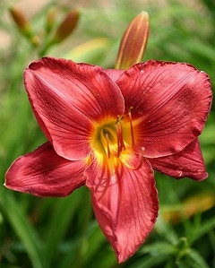 John Bryer | Barth Daylilies