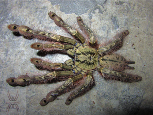 Feather leg baboon | Polished Exotics