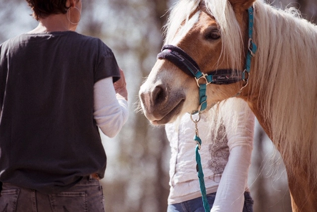 Facilitation Équine | Stéphanie Equi Source | Cours