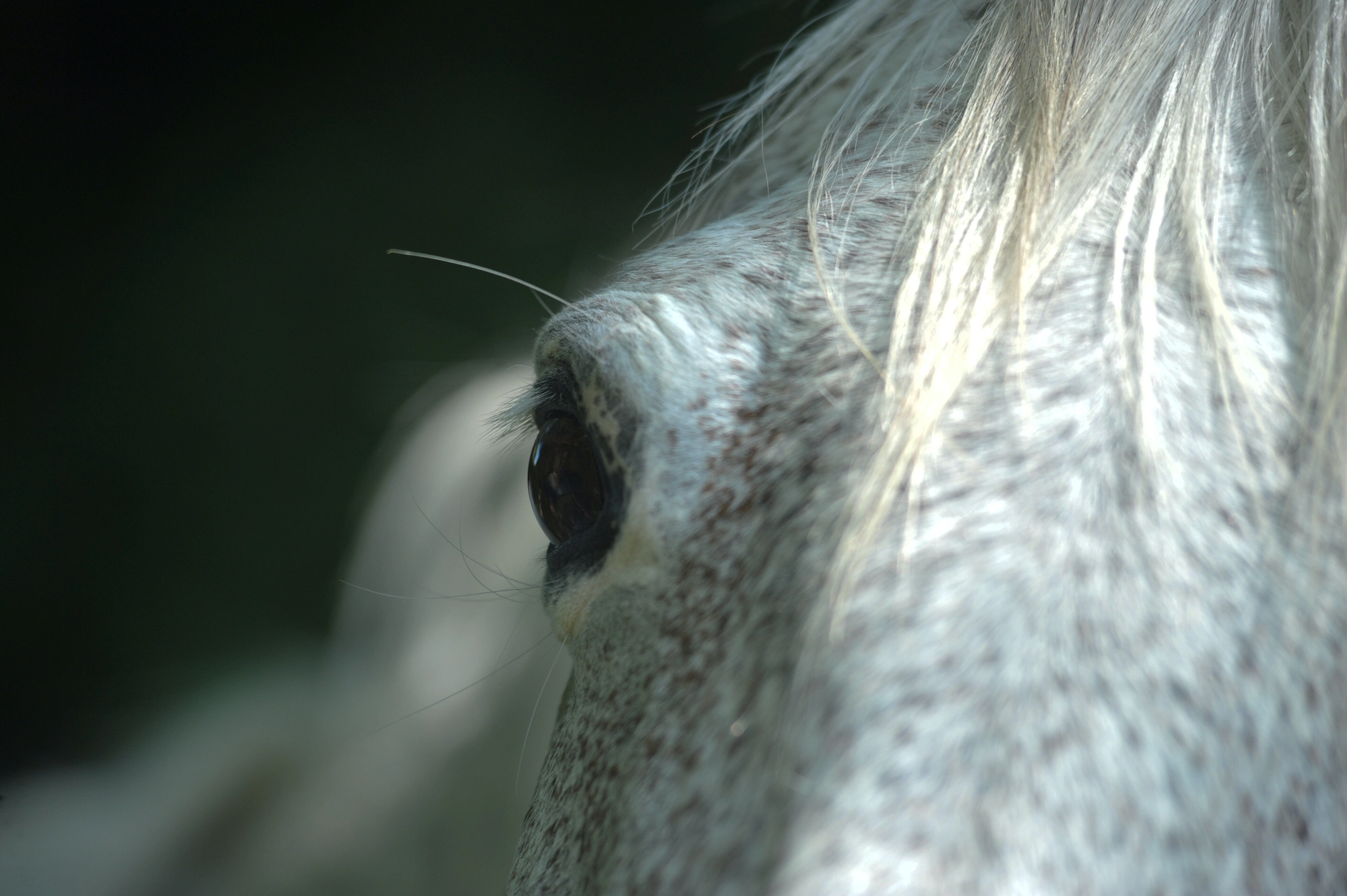 Facilitation Équine | Stéphanie Equi Source | Cours