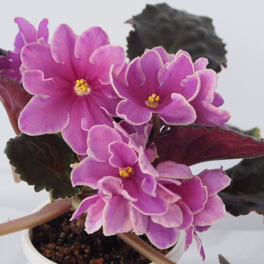 Welcome to Jane's African Violets | Australia