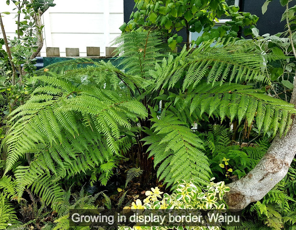 Dicksonia squarrosa - Brown Tree Fern, Wheki | Waipu Fernery