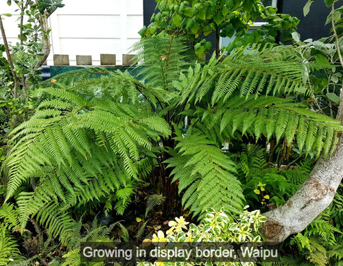 Dicksonia squarrosa - Brown Tree Fern, Wheki | Waipu Fernery
