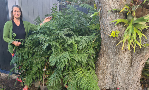 Todea barbara - Hard Todea | Waipu Fernery