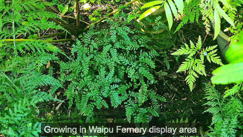 NZ Ferns | Waipu Fernery