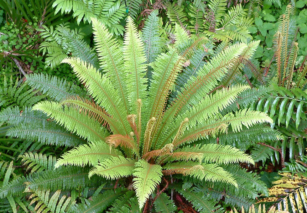 NZ Ferns | Waipu Fernery