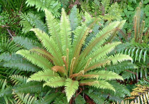 Lomaria discolor - Crown Fern (was Blechnum discolor) | Waipu Fernery