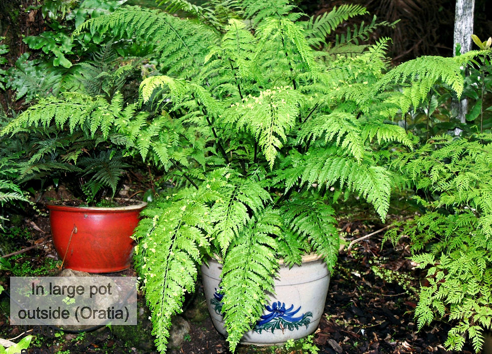 NZ Ferns | Waipu Fernery