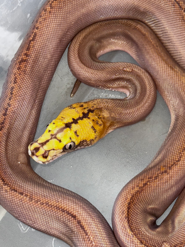 Orange Glow Motley GC Tiger Platinum Macho | gmreptiles