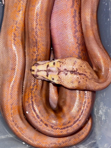 Goldenchild Motley Orange Glow p. Suntiger Platy Macho | gmreptiles