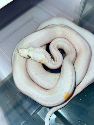 Super Motley Albino Posible Súper Tigre Macho | gmreptiles