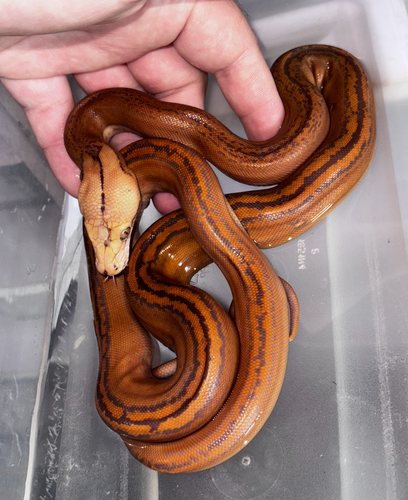 OG GC Tiger Macho | gmreptiles