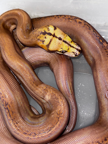 Goldenchild Motley Tiger Orange Glow het Purple Hembra | gmreptiles
