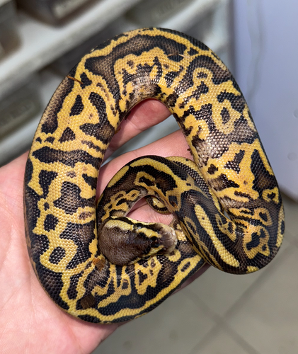Super pastel leopard 100% het pied macho | gmreptiles