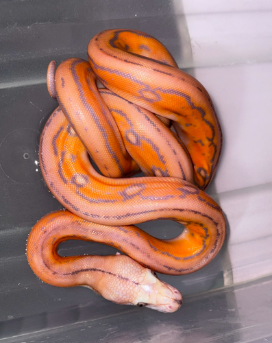 Orange Glow Motley Tiger | gmreptiles