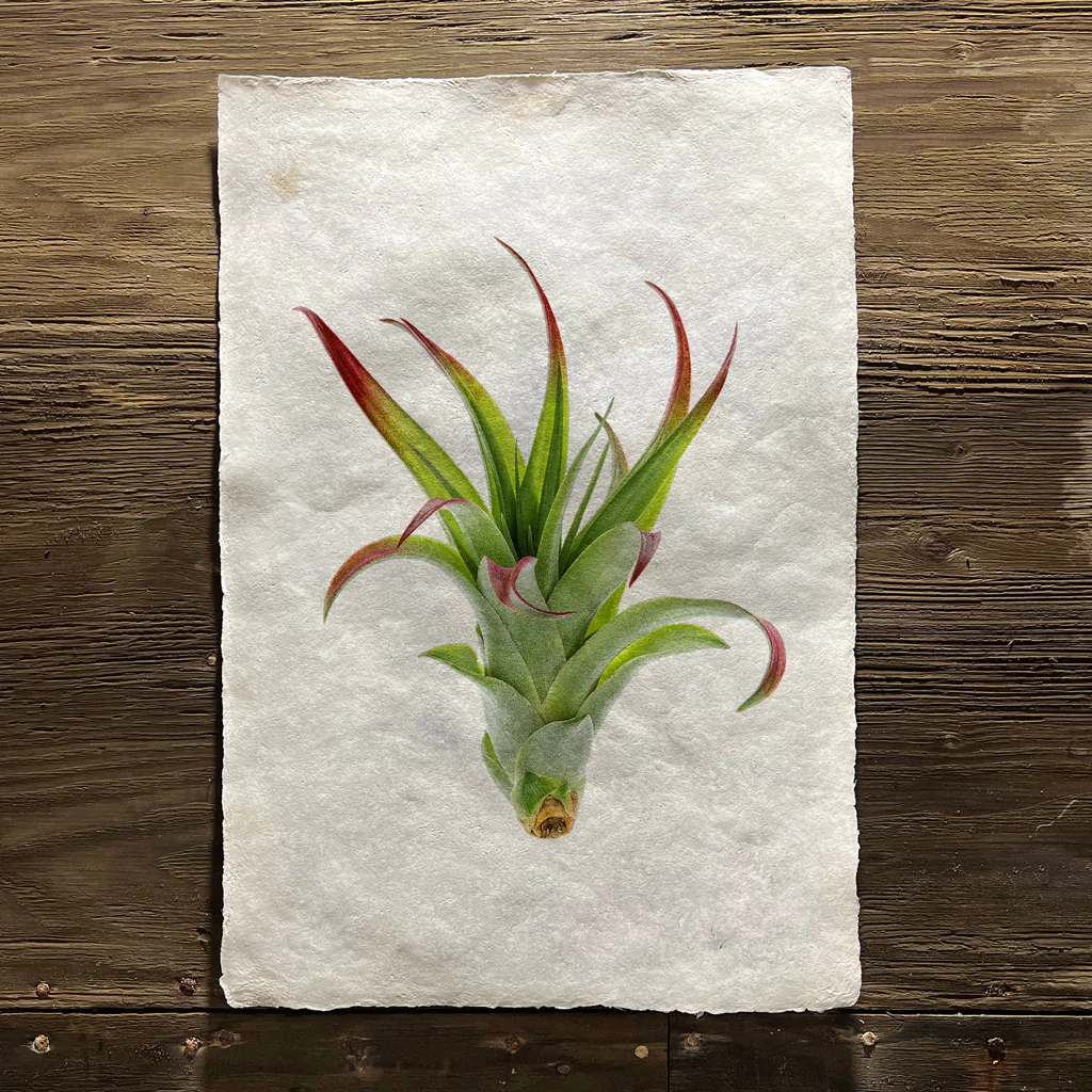 Barloga Studios Wall Art | Botanica Cincinnati