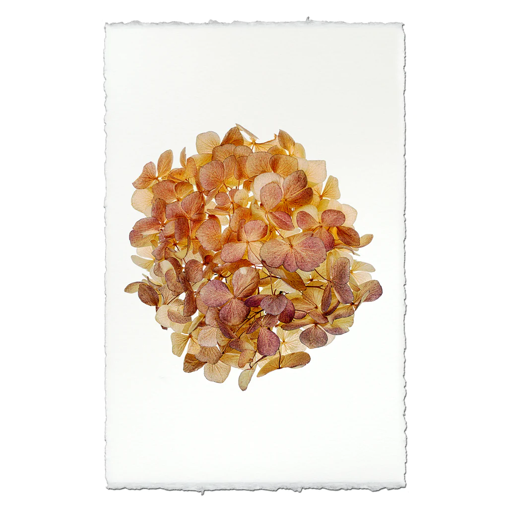 Barloga Studios Wall Art | Botanica Cincinnati