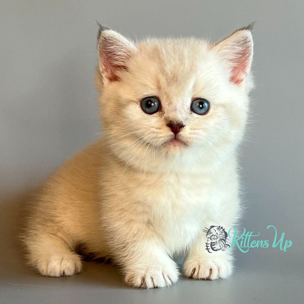 Munchkin Cats for Sale – Affordable, Purebred Munchkin Kittens ...
