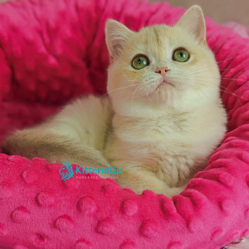 039 Viola (U) British shorthair female kitten | Kittens Up