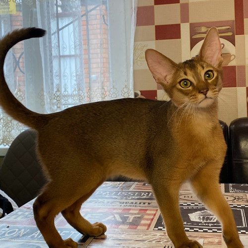 108 Ben (U) purebred Abyssinian male kitten | Kittens Up