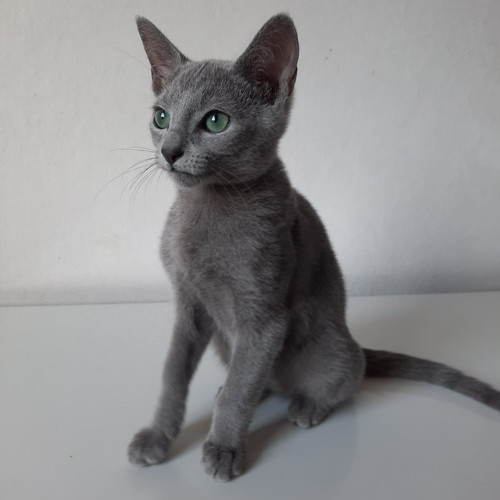 469 Martin (M) purebred Russian blue male kitten | Kittens Up