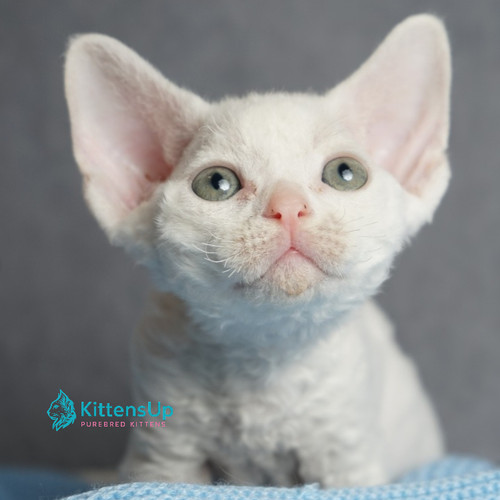 064 Iney (R) Devon Rex male kitten | Kittens Up
