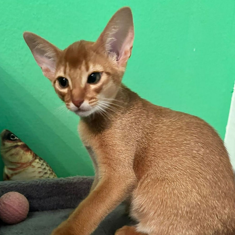 Discover Abyssinian kittens and cats for sale in the USA