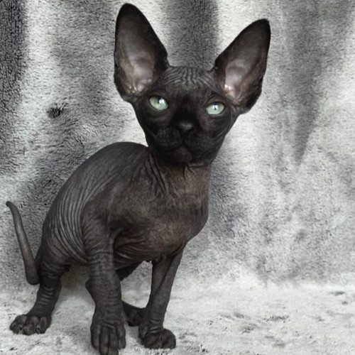 737 Theis (R) Female Sphynx Kitten | Kittens Up