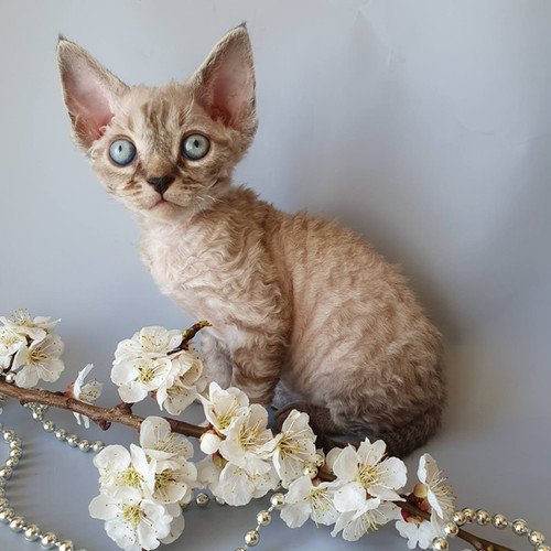 318 Cora (U) Devon Rex female kitten | Kittens Up