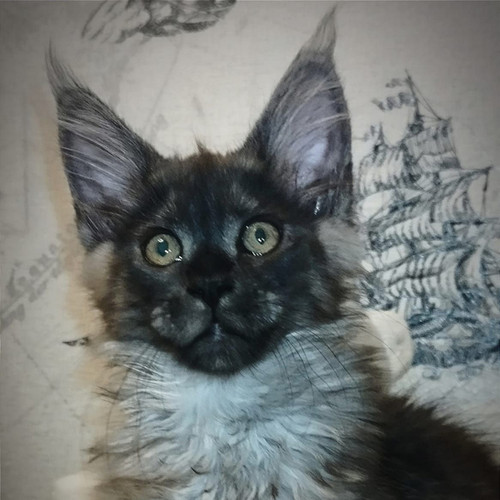 630 Zeus (R) Maine Coon male kitten | Kittens Up