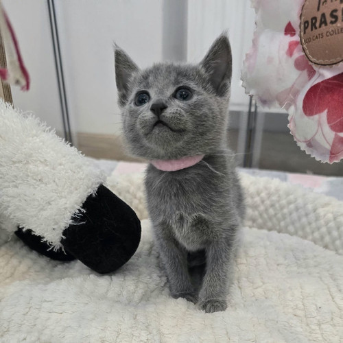 128 Eska (PL) purebred Russian blue female kitten | Kittens Up