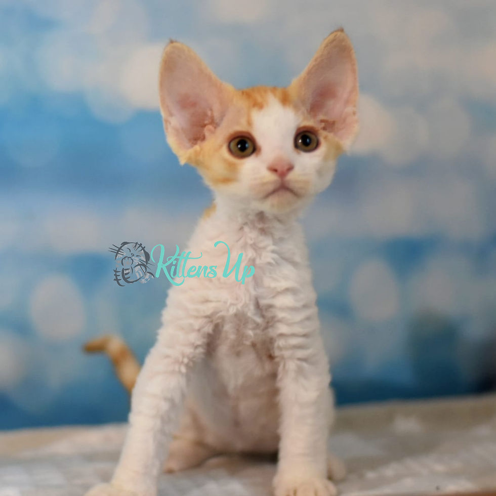 Devon Rex Kittens for Sale: Available Devon Rex Cat