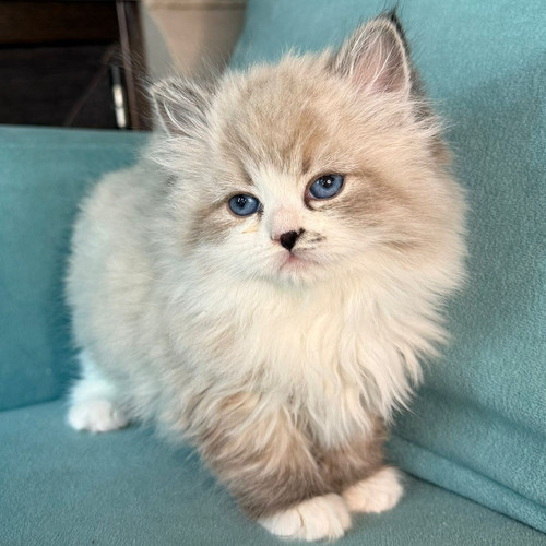 101 Quentin (R) Siberian male kitten | Kittens Up