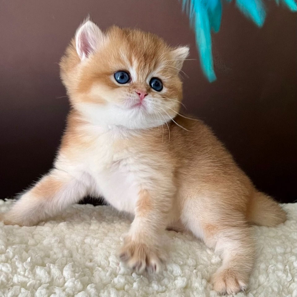 Top-Quality Breeding Cats for Sale - USA's Premier Source