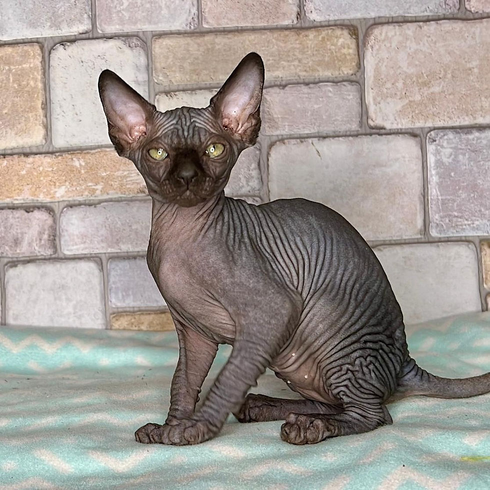 724 Izum (R) male Sphynx kitten | Kittens Up