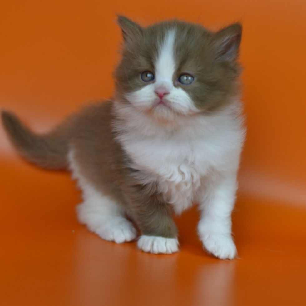 015 Tadeo (BL) British longhair male kitten | Kittens Up