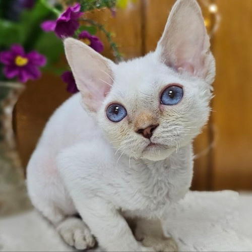 147 Riana (U) Devon Rex female kitten | Kittens Up