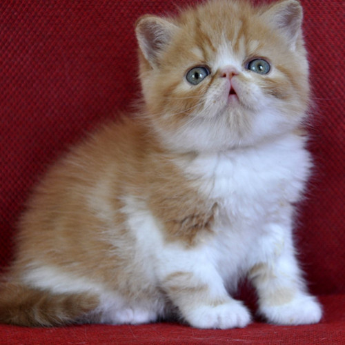 151 Alen (U) Exotic shorthair male kitten | Kittens Up