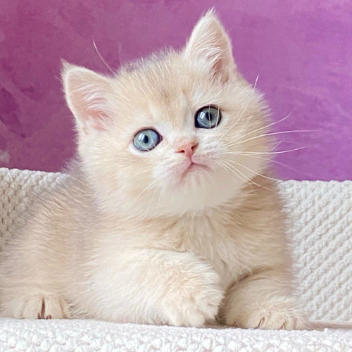 395 Alex (U) British shorthair male kitten | Kittens Up