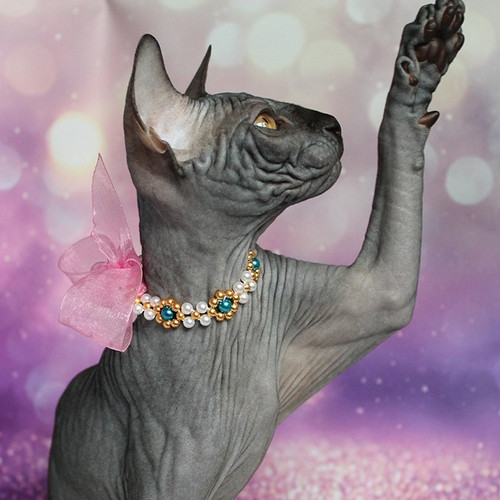 599 Penelope (R) female Sphynx kitten | Kittens Up